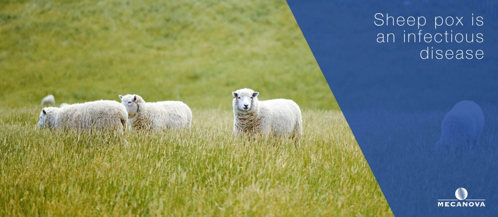 What is sheep pox and how does it affect the sector? - MECANOVA